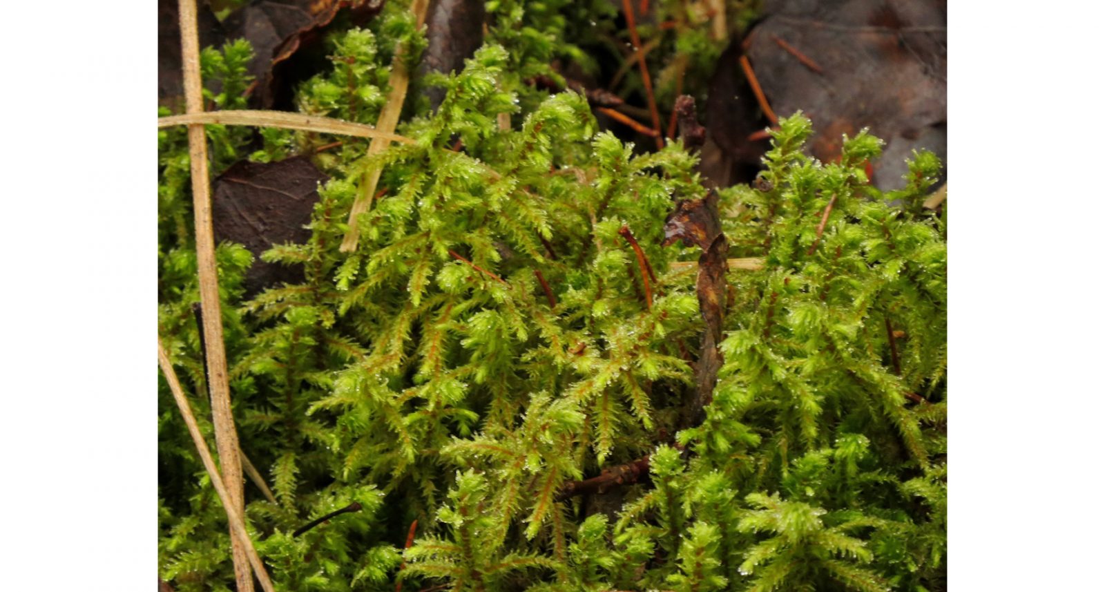 Vätteskäggens morgon - Skillingaryd