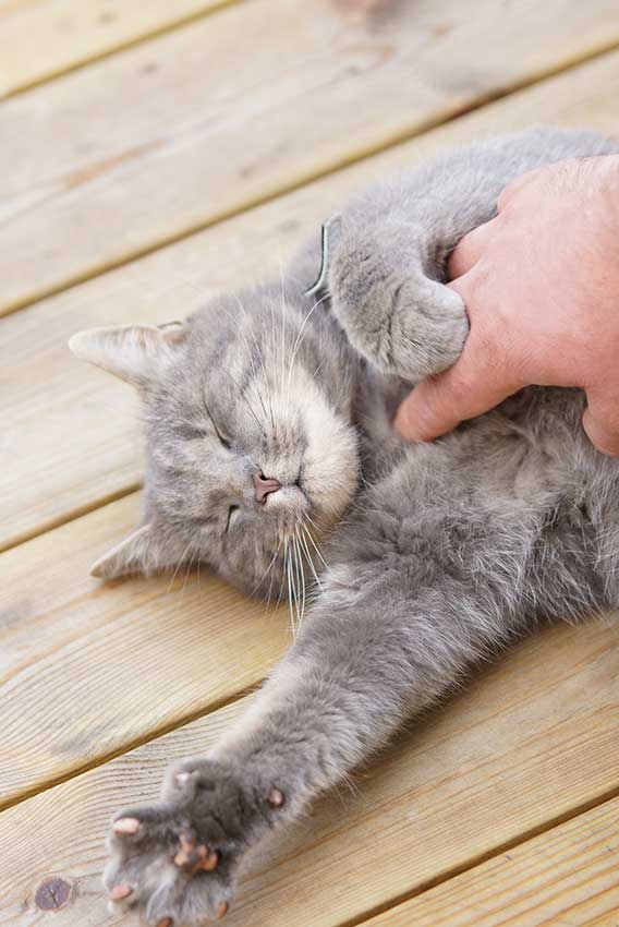 Naturbilder i sommartävlingen - Skillingaryd