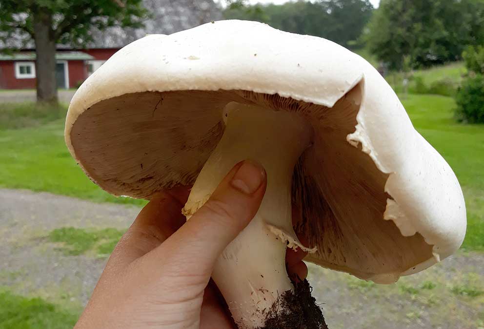 Rekordstor champinjon i Fryebo - Skillingaryd