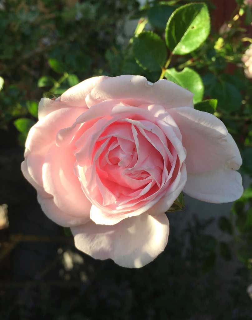 Läsarbilder från "Rosens dag" - Skillingaryd