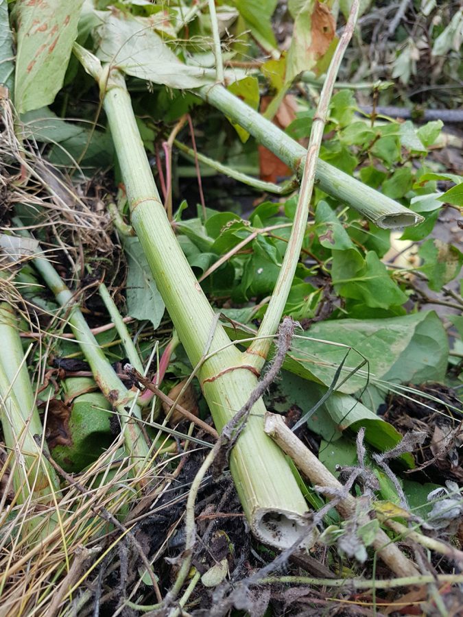Var slängs parkslide? - Skillingaryd