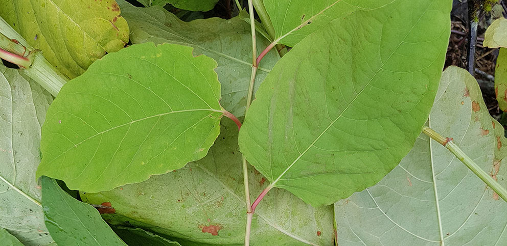 Var slängs parkslide? - Skillingaryd