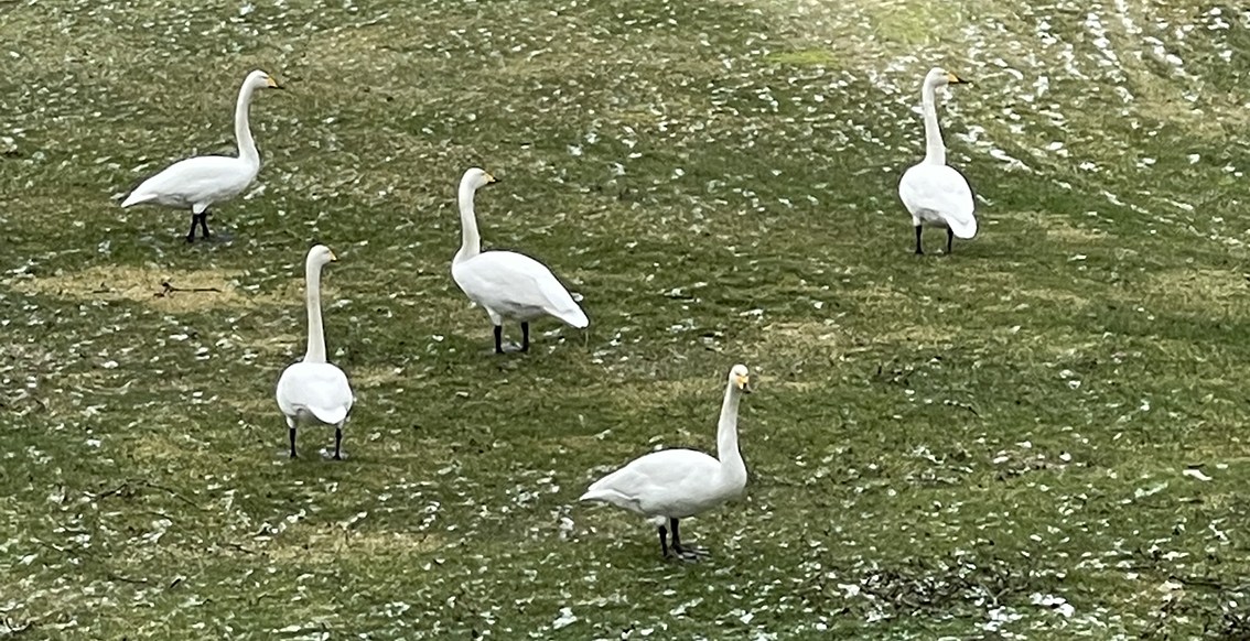 Bevingat besök i Svenarum - Skillingaryd