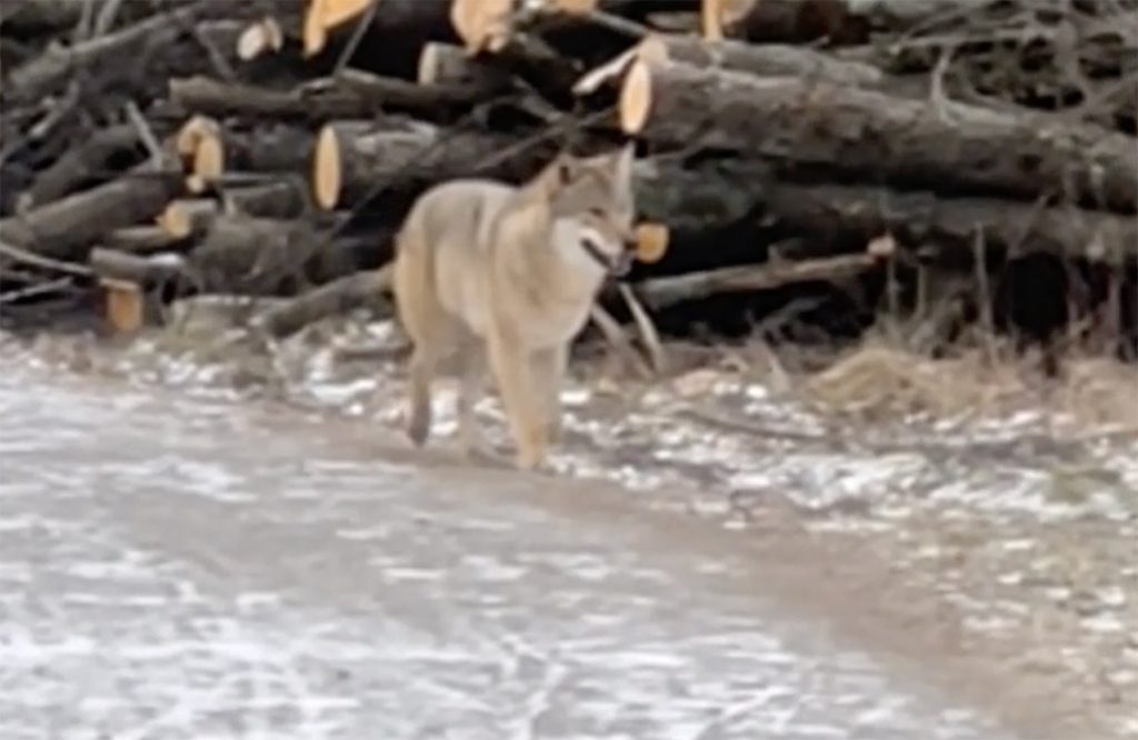 Inventering visar nytt vargrevir - Skillingaryd