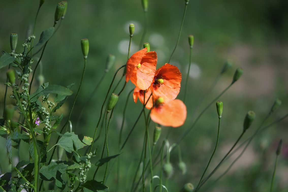 Sommarbilder 241–250 - Skillingaryd