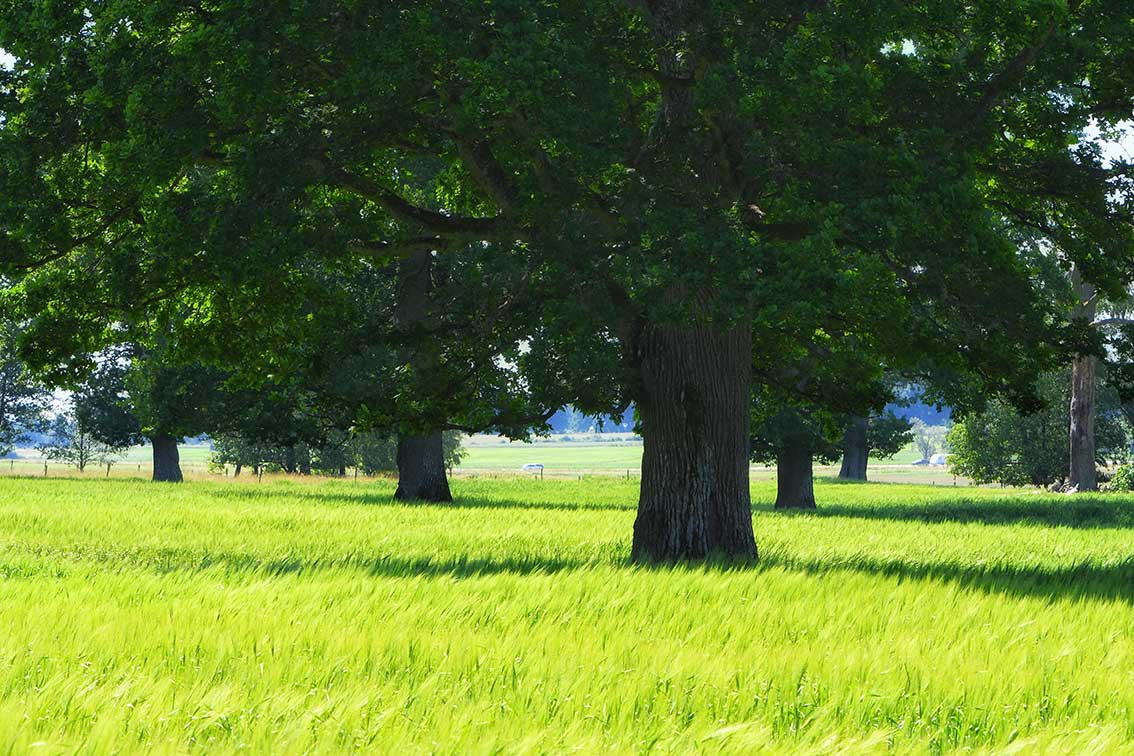 Sommarbilder 251–260 - Skillingaryd