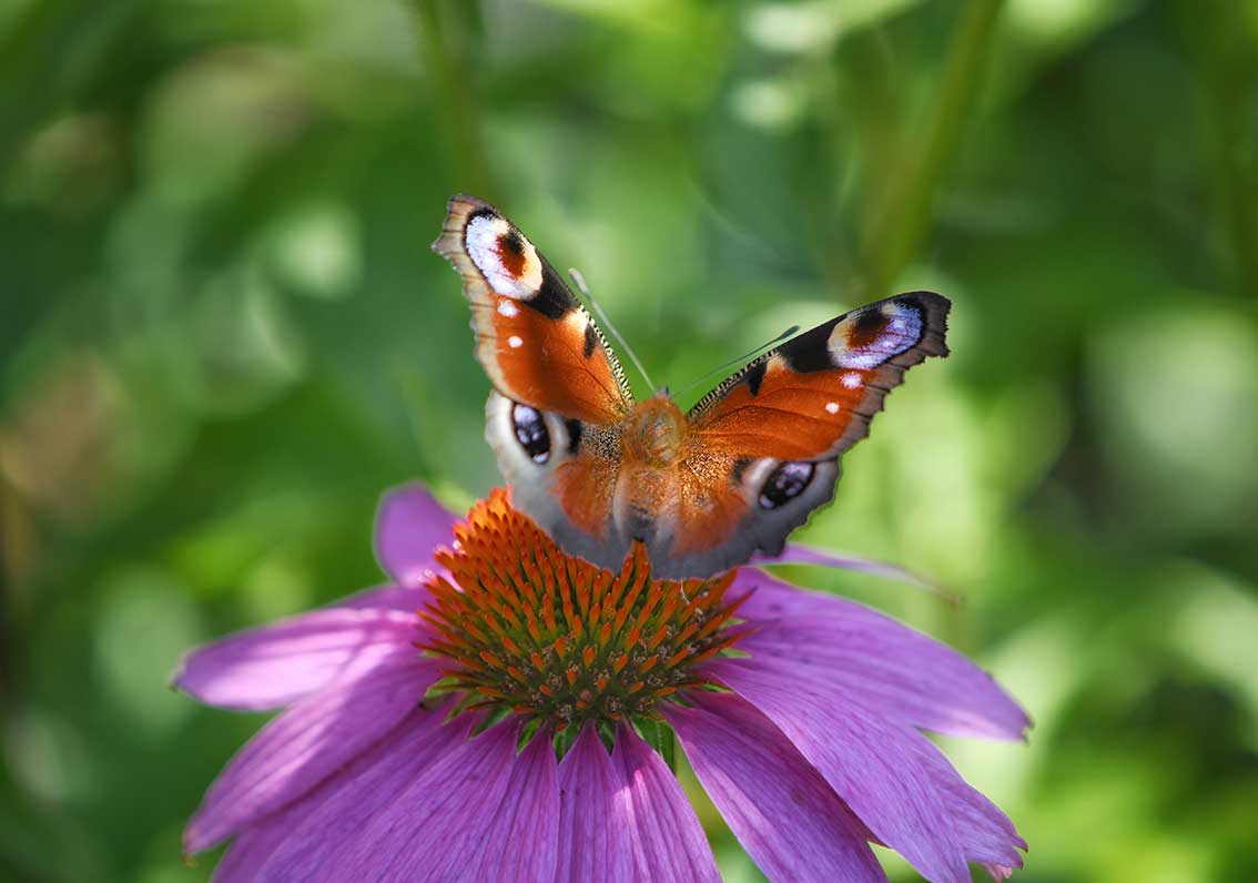 Sommarbilder 251–260 - Skillingaryd