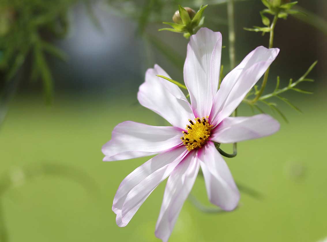 Sommarbilder 301–310 - Skillingaryd