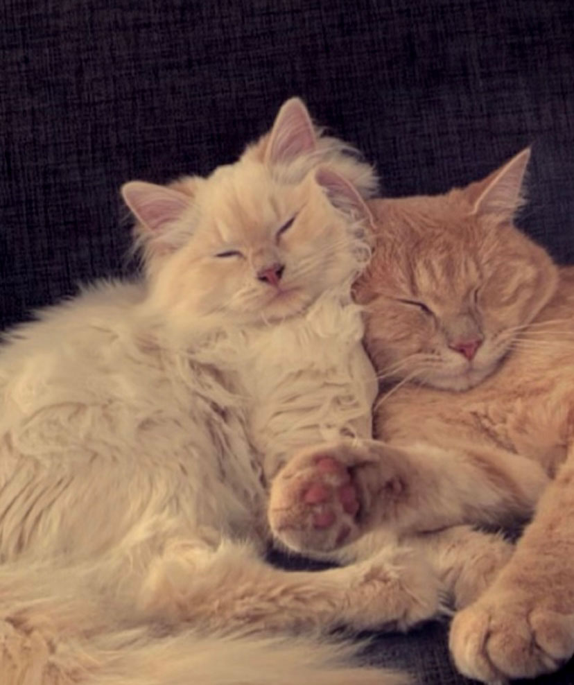 Sommartävling: Här är våra djur - Skillingaryd