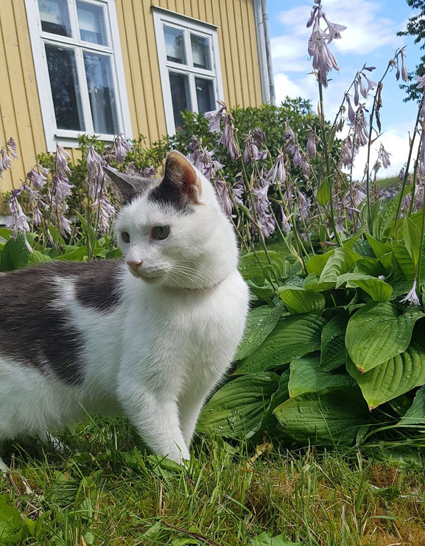 Sommartävling: Här är våra djur - Skillingaryd